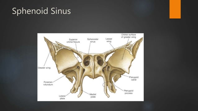 Nasal Cavity and Sphenoid Sinus Anatomy