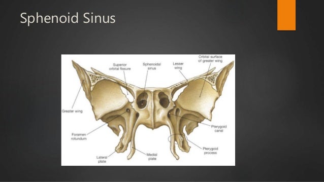 Nasal Cavity and Sphenoid Sinus Anatomy