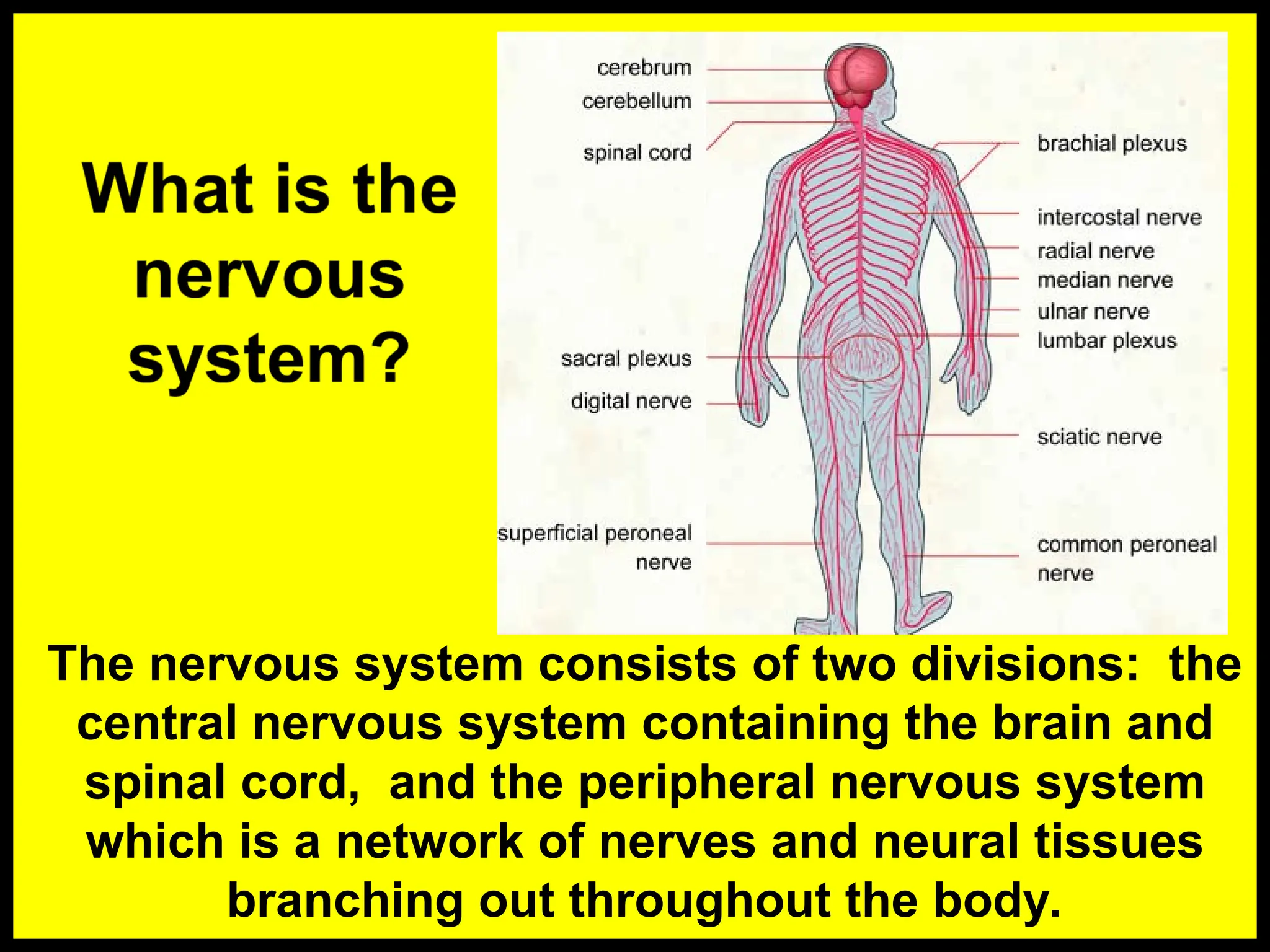 Anatomy and Physiology of Nervous-System.ppt