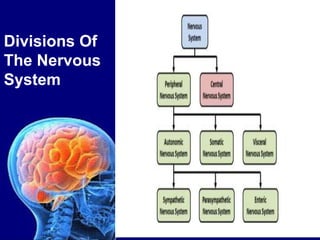 Anatomy-Nervous-System Anatomy and Physiology updated.pptx