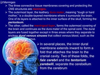 Anatomy-Nervous-System Anatomy and Physiology updated.pptx