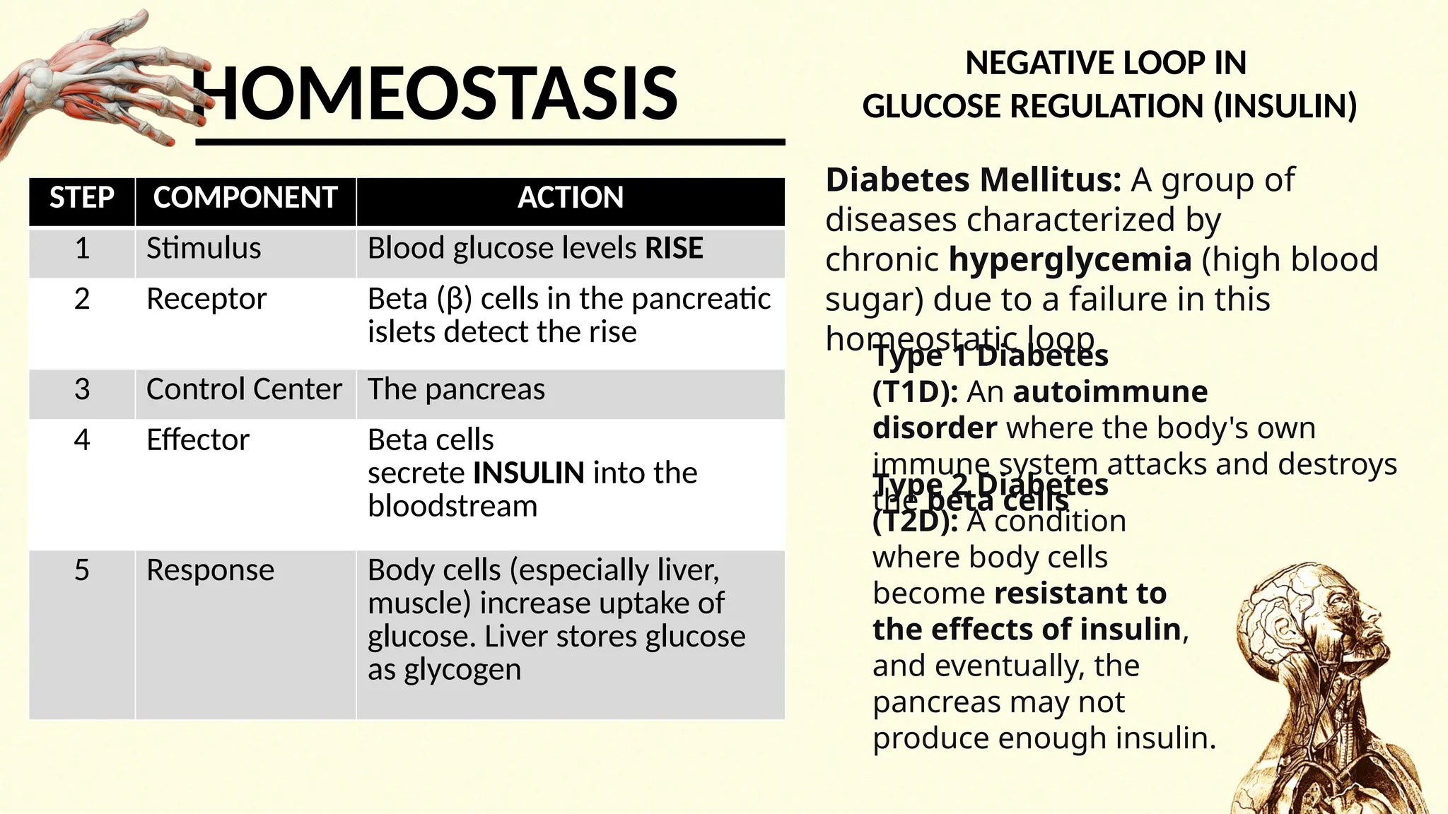 Anatomy - New Slides - Unit 1 - Ch 2.pptx