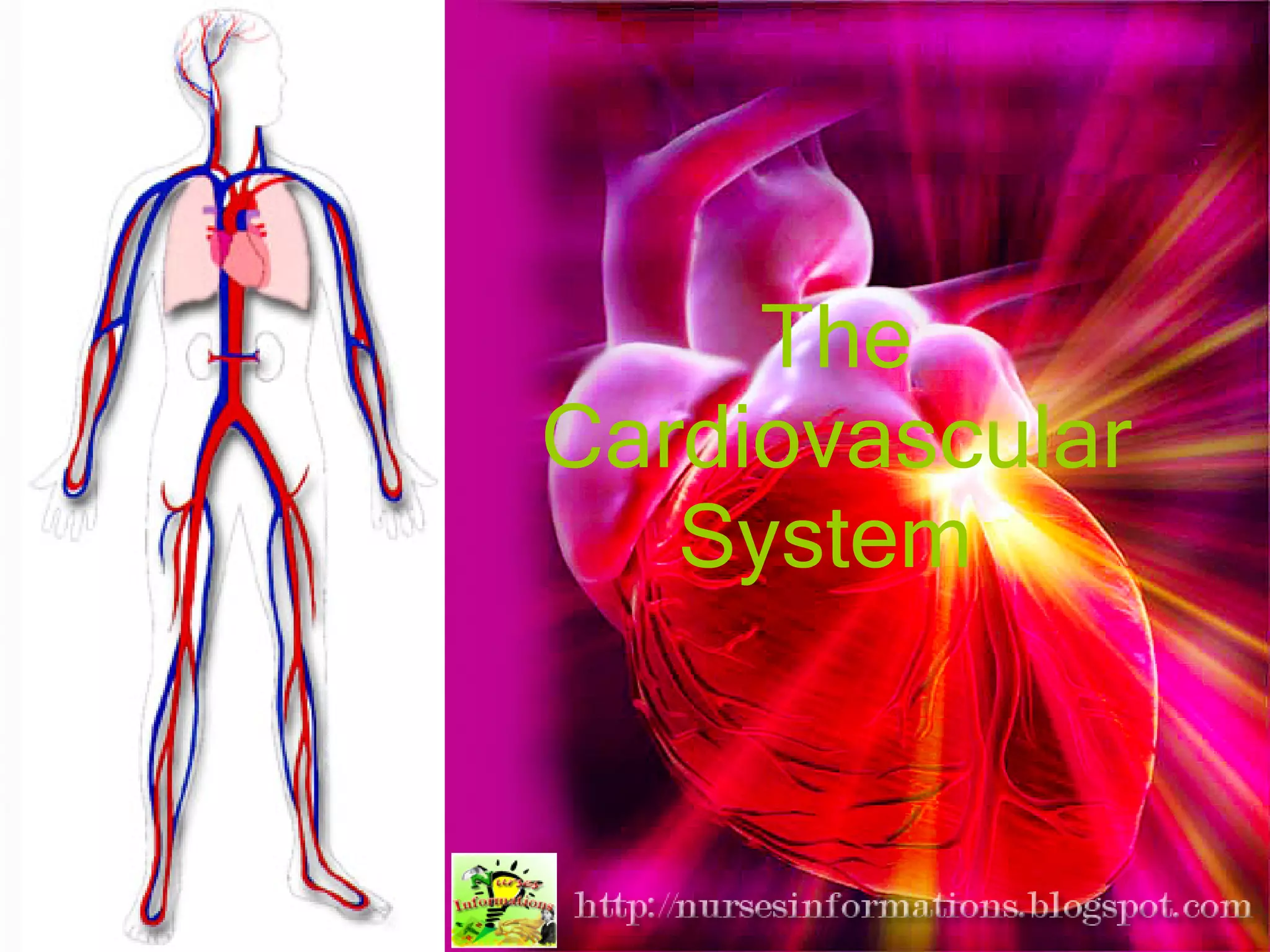 Anatomy Of Cardiovasvular System | PPT