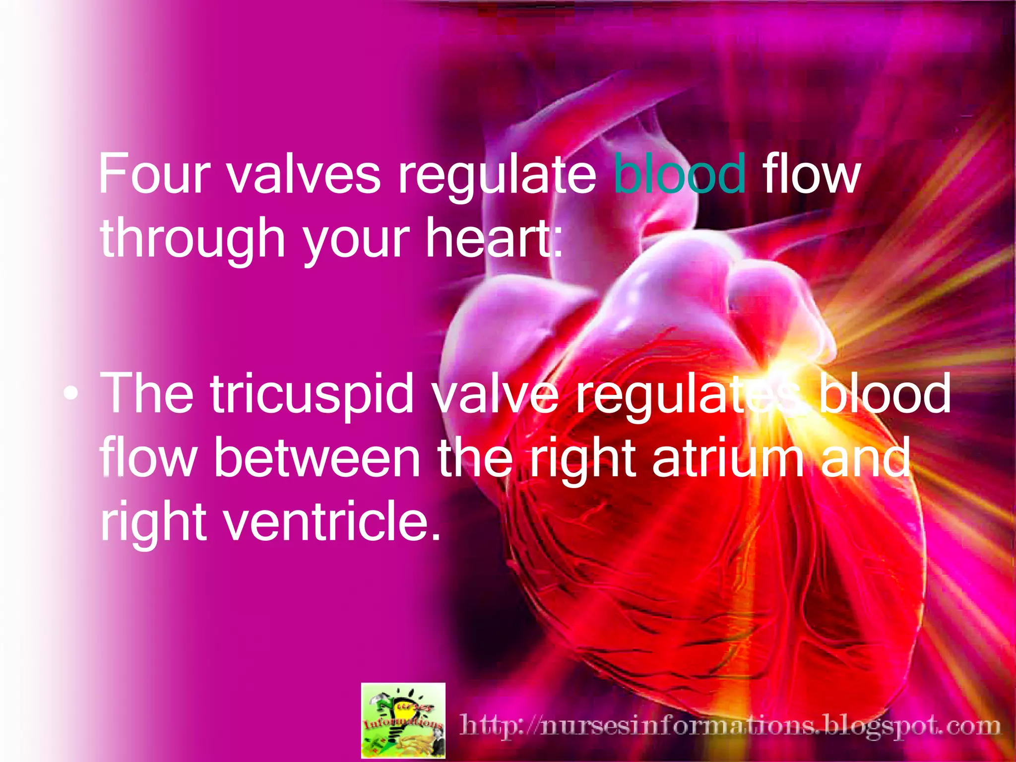Anatomy Of Cardiovasvular System | PPT