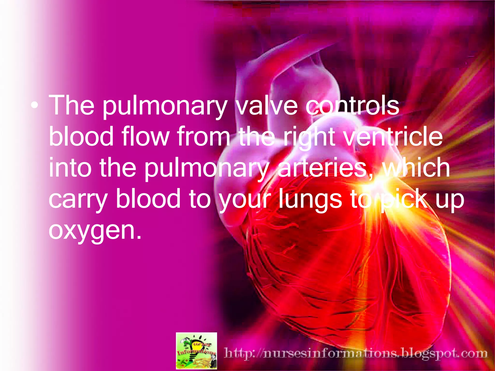 Anatomy Of Cardiovasvular System | PPT