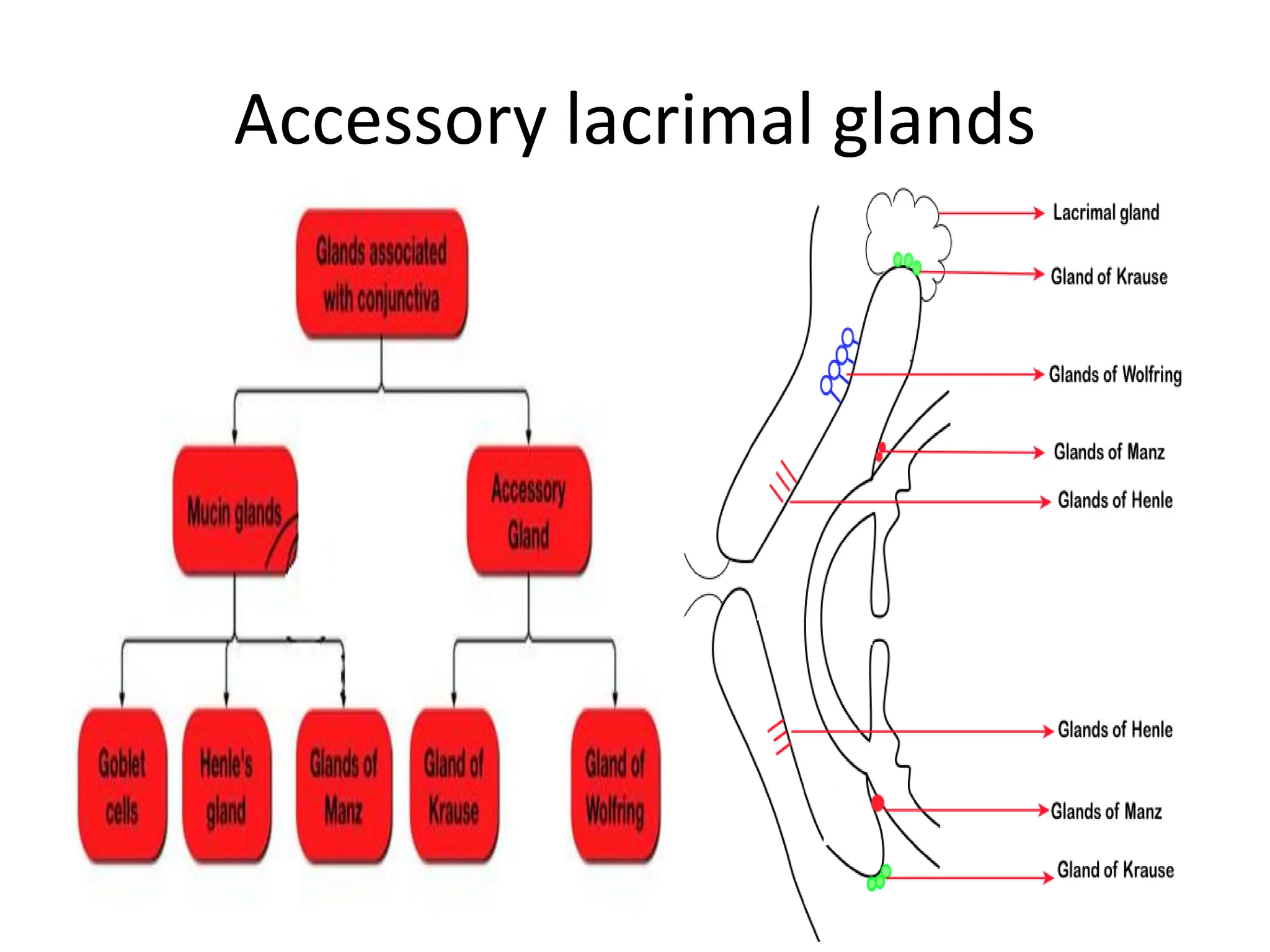 Anatomy of conjunctiva its layers and clinical significance | PDF