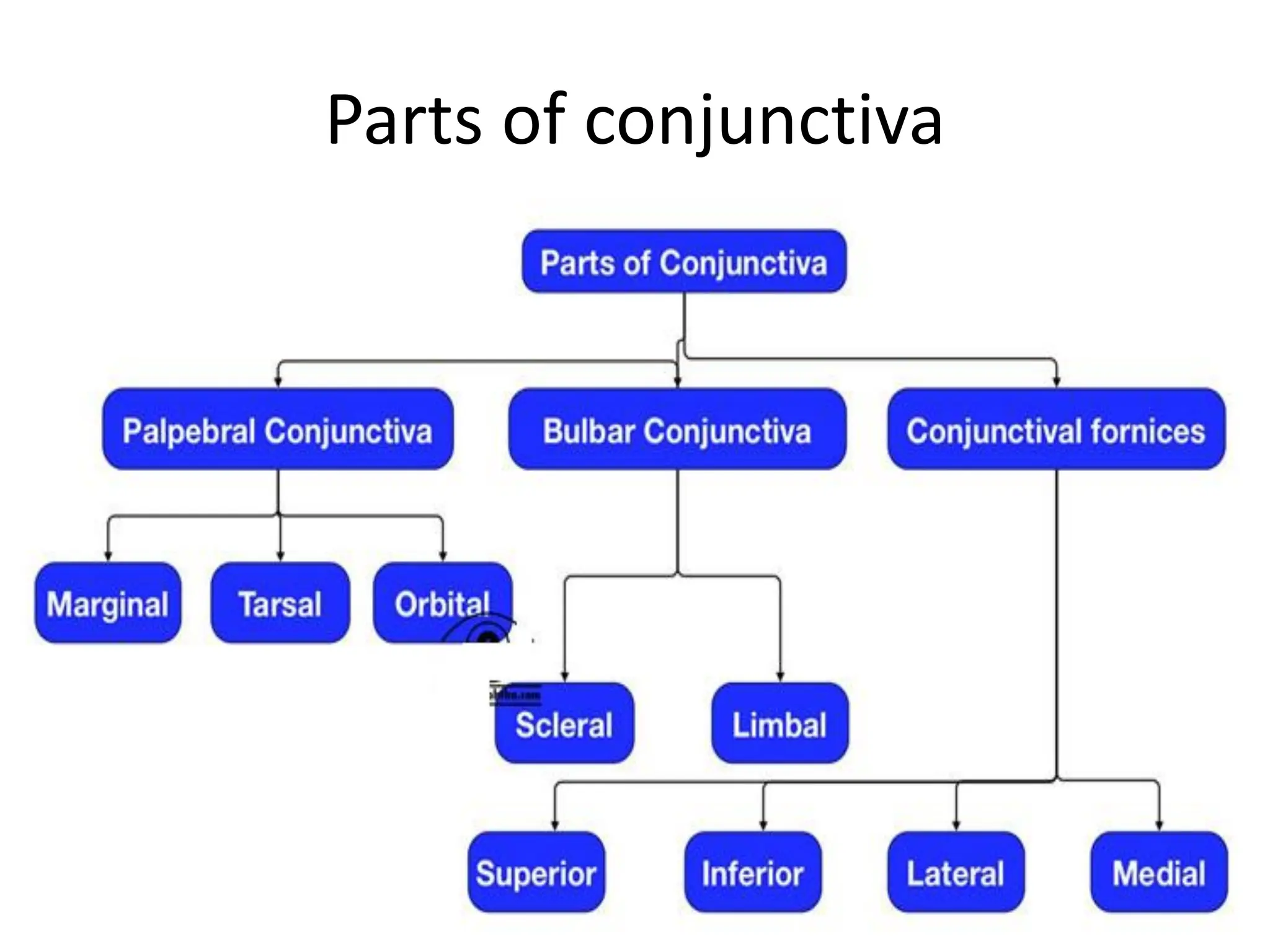 Anatomy of conjunctiva its layers and clinical significance | PDF | Eye ...