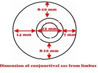 Anatomy of conjunctiva its layers and clinical significance | PDF