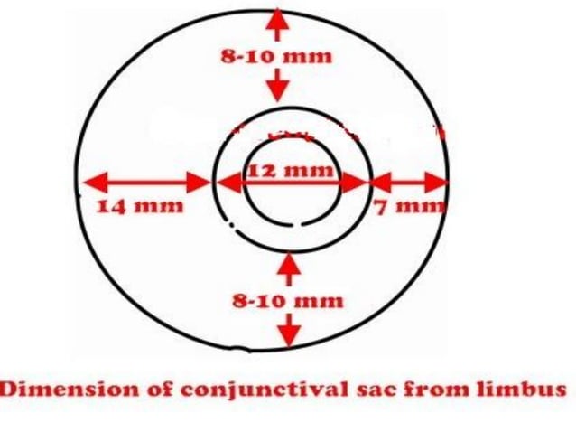 Anatomy of conjunctiva its layers and clinical significance | PPT