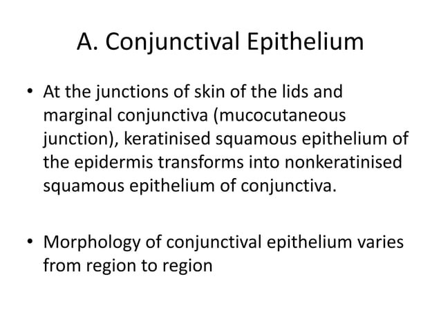 Anatomy of conjunctiva its layers and clinical significance | PPT