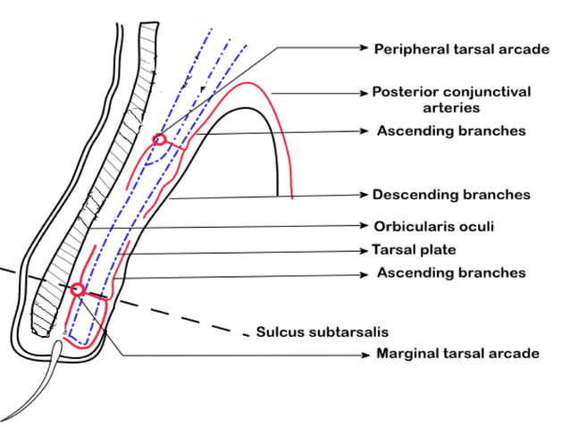 Anatomy of conjunctiva its layers and clinical significance | PPT