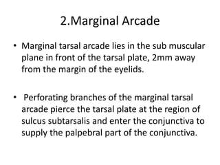 Anatomy of conjunctiva its layers and clinical significance | PDF
