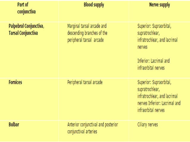 Anatomy of conjunctiva its layers and clinical significance | PPT