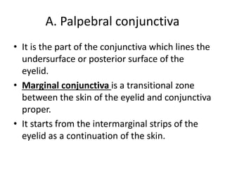 Anatomy of conjunctiva its layers and clinical significance | PDF | Eye ...