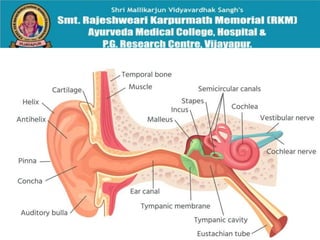 Ear functions | PPT