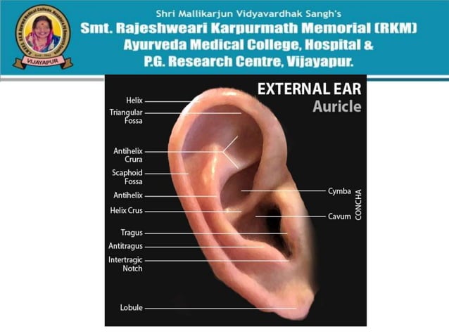 Ear functions | PPT