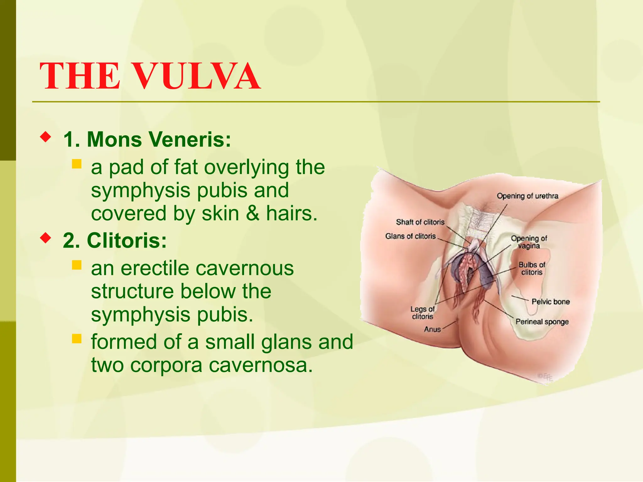 Anatomy-Of-Female-Genital-System-Dr.Osman (2).pptx