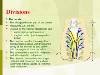 Anatomy-Of-Female-Genital-System-Dr.Osman (2).pptx