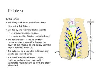 Comprehensive Anatomy of the Female Genital System: Structure, Function ...