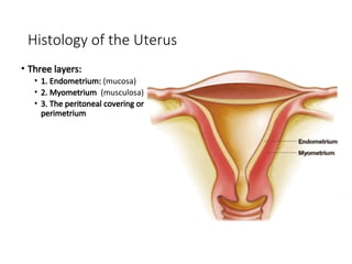 Comprehensive Anatomy of the Female Genital System: Structure, Function ...
