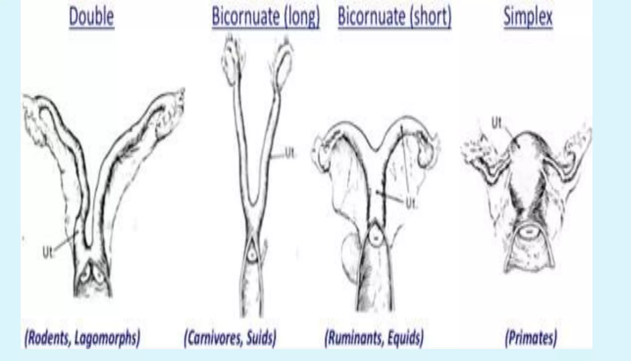 ANATOMY-OF-FEMALE-REPRODUCTIVE-ORGANS-IN-DOMESTIC-ANIMALS-1.pdf