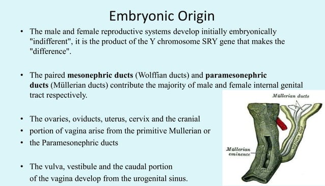 ANATOMY-OF-FEMALE-REPRODUCTIVE-ORGANS-IN-DOMESTIC-ANIMALS-1.pdf