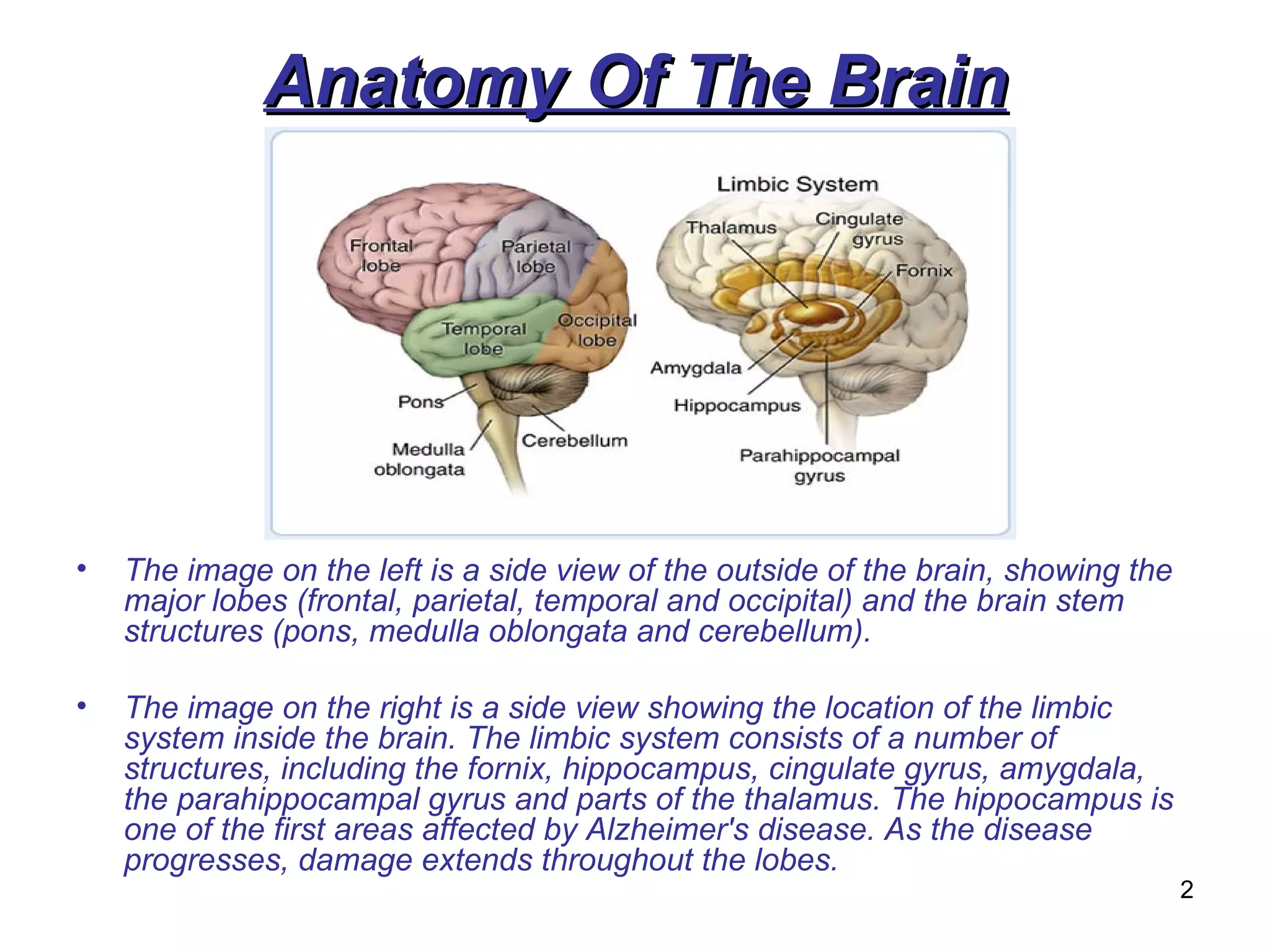 Anatomy Of Human Brain | PPT