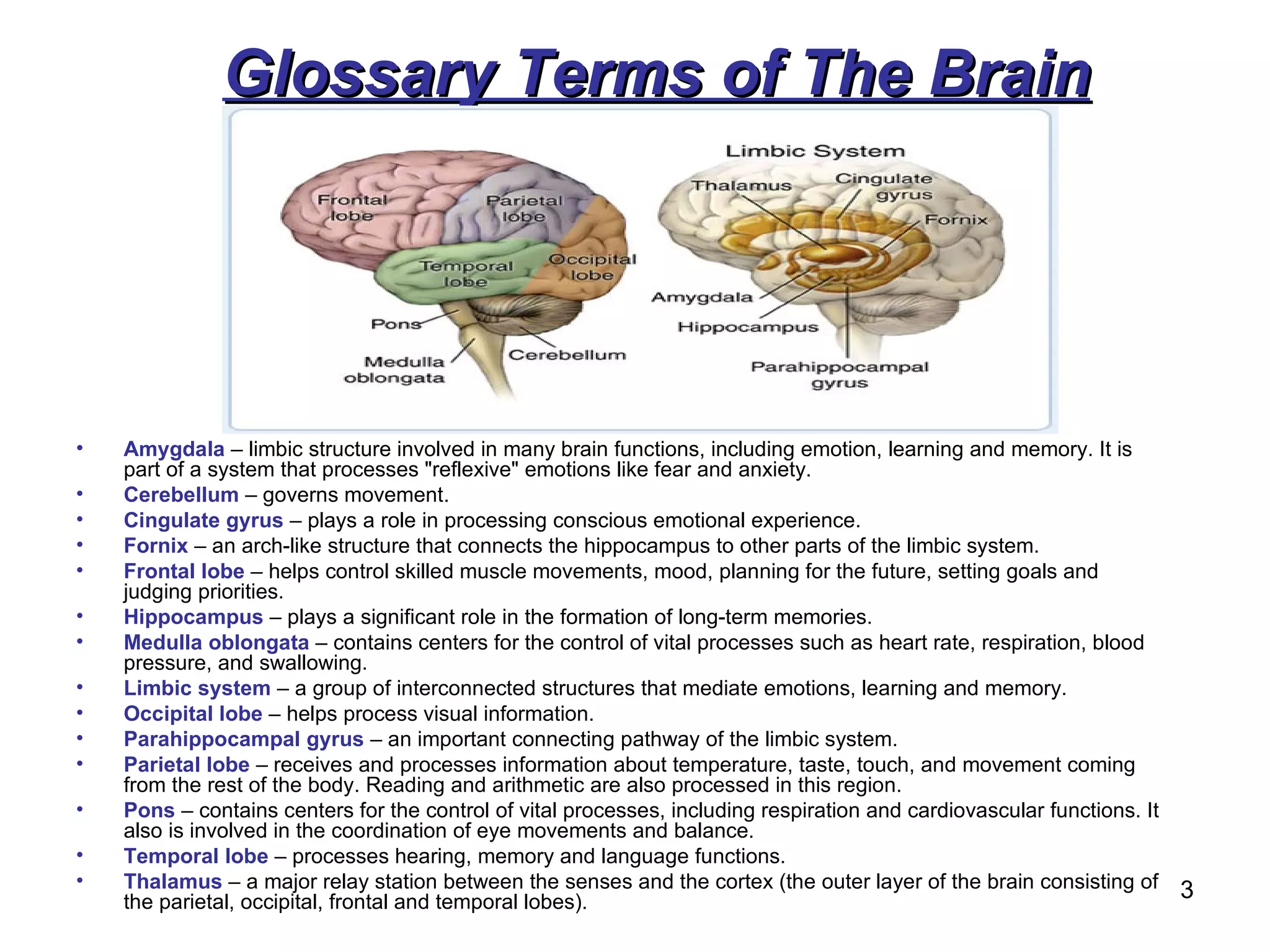 Anatomy Of Human Brain | PPT
