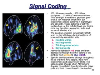 Anatomy Of Human Brain | PPT