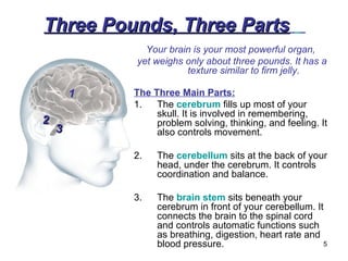 Anatomy Of Human Brain | PPT