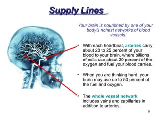 Anatomy Of Human Brain | PPT