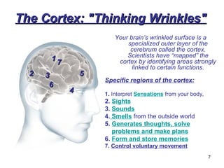 Anatomy Of Human Brain | PPT