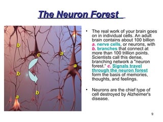 Anatomy Of Human Brain | PPT