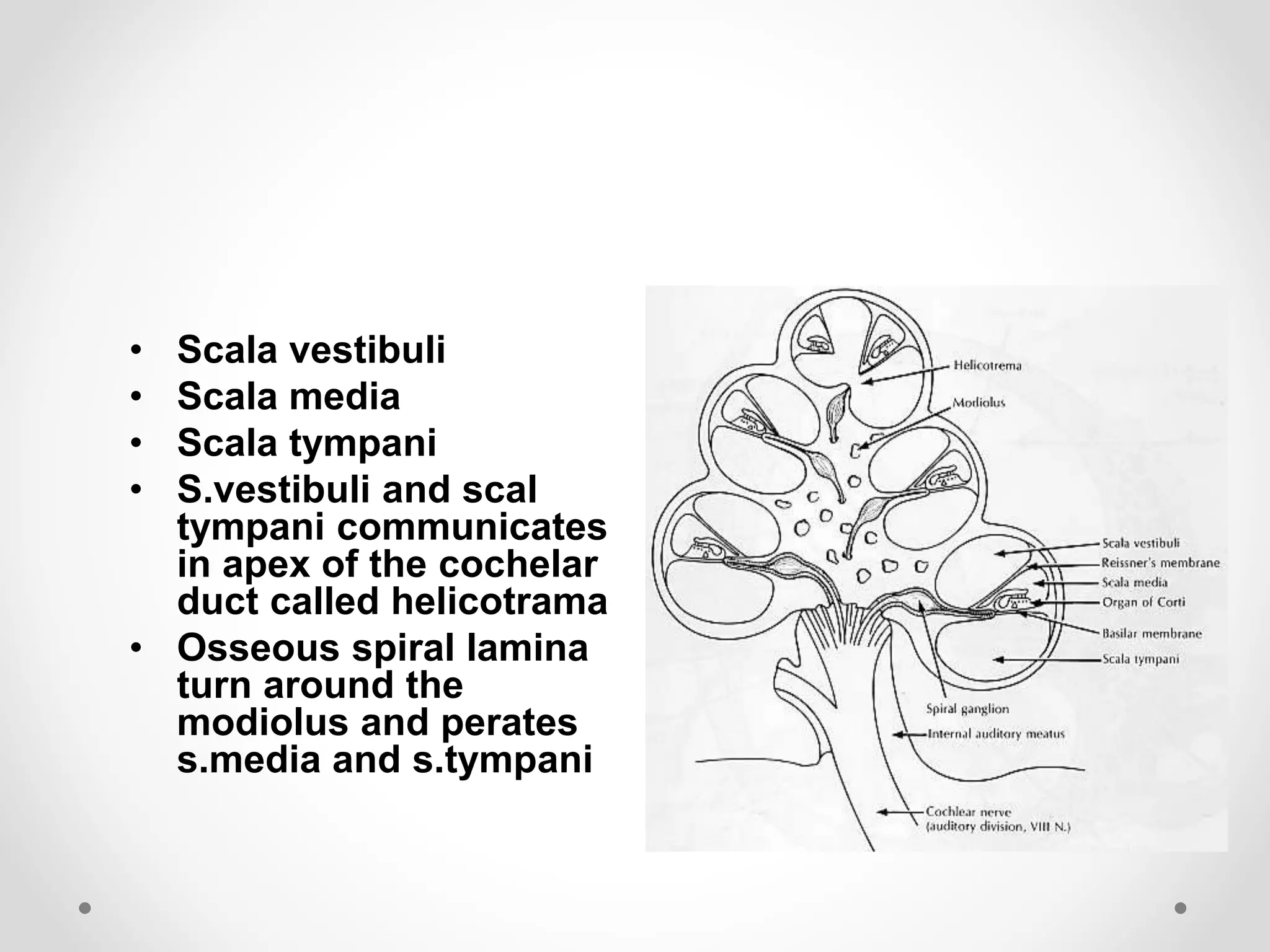 Anatomy of Inner ear | PPTX
