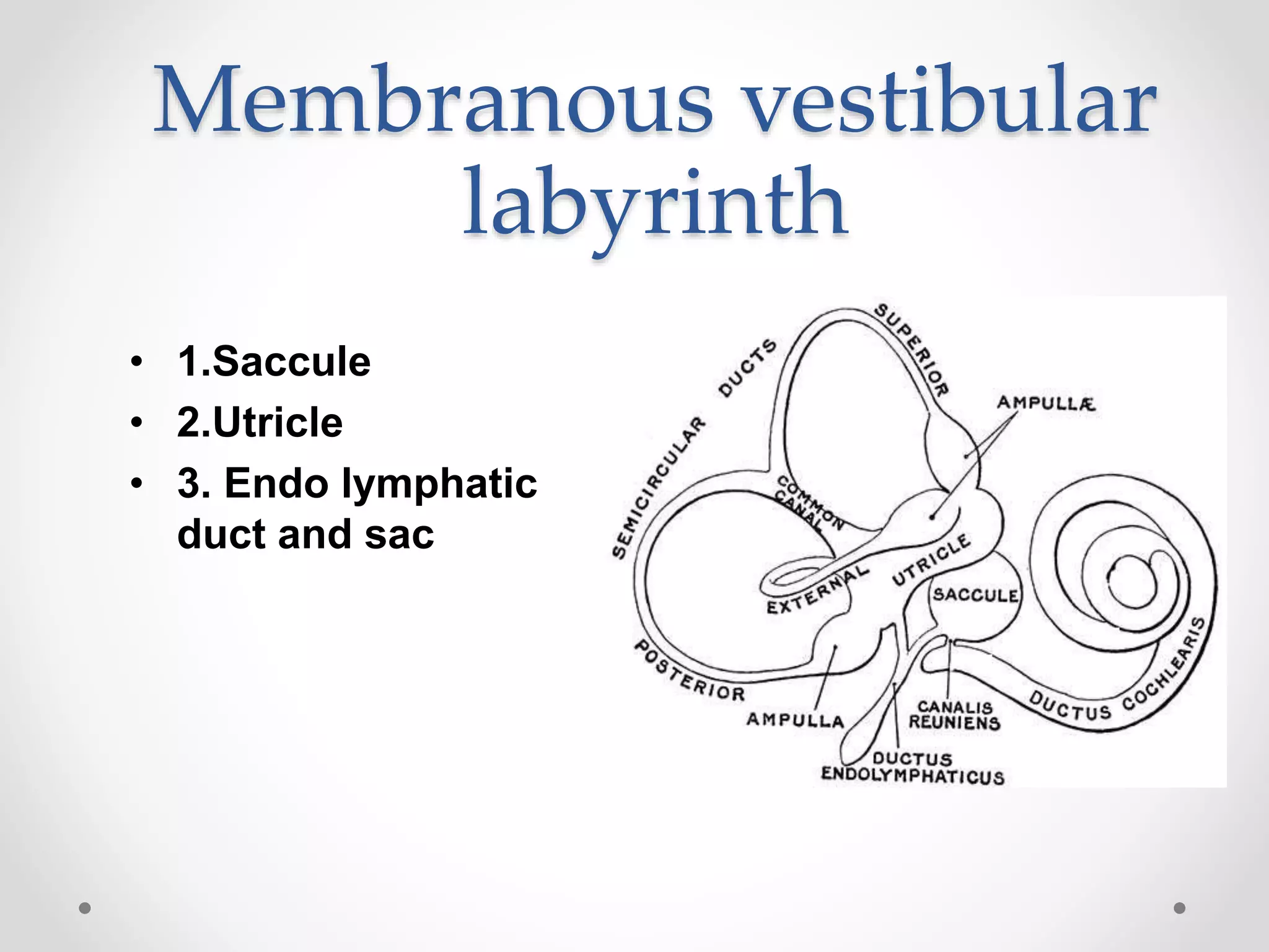 Anatomy of Inner ear | PPTX