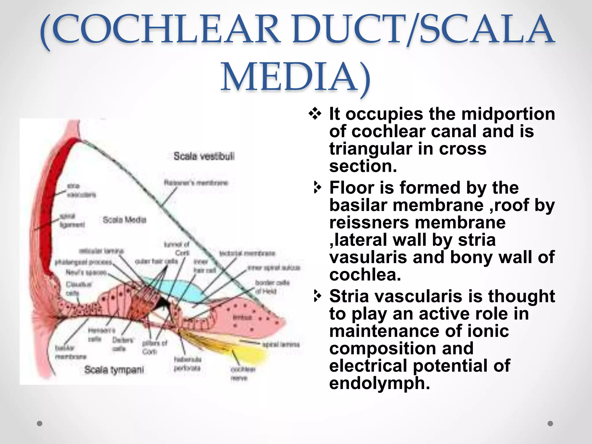 Anatomy of Inner ear | PPTX