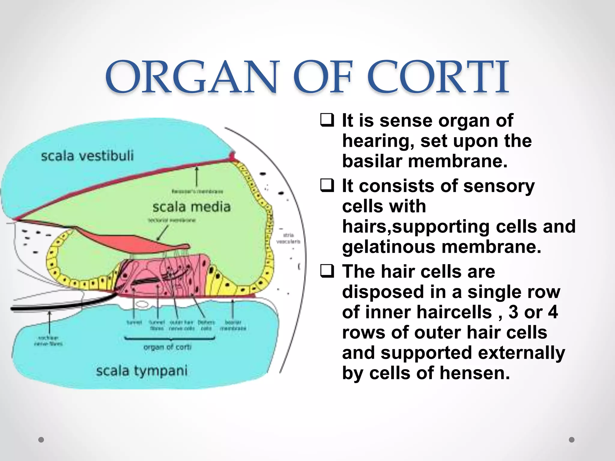 Anatomy of Inner ear | PPTX