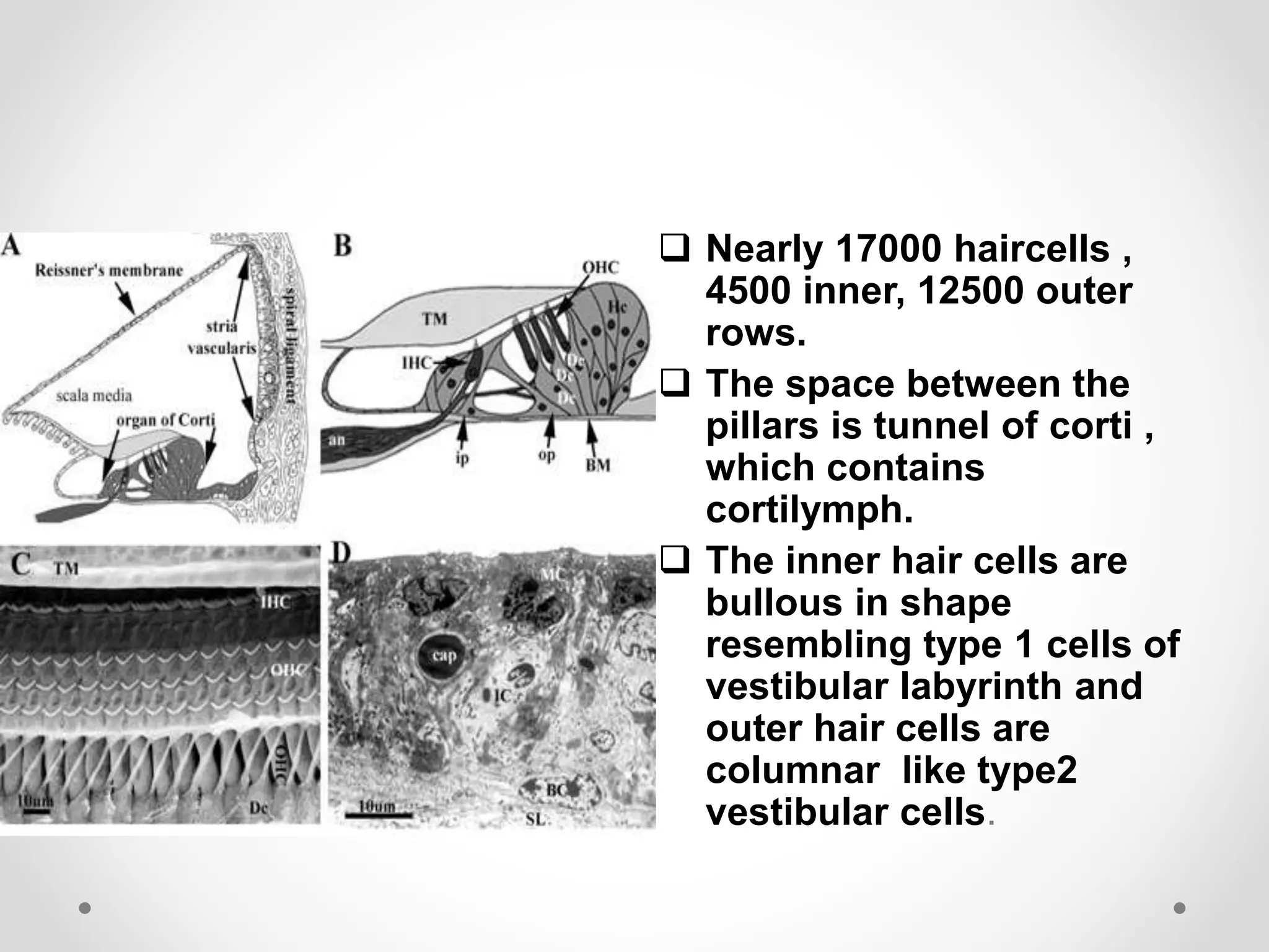 Anatomy of Inner ear | PPTX