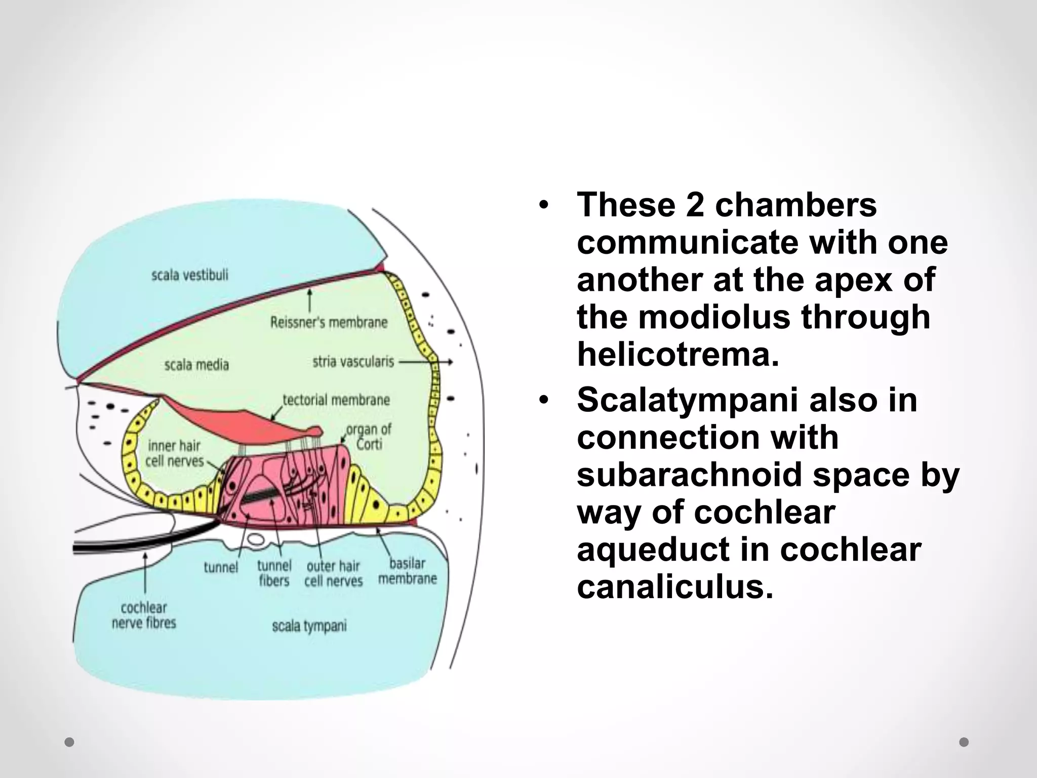 Anatomy of Inner ear | PPTX