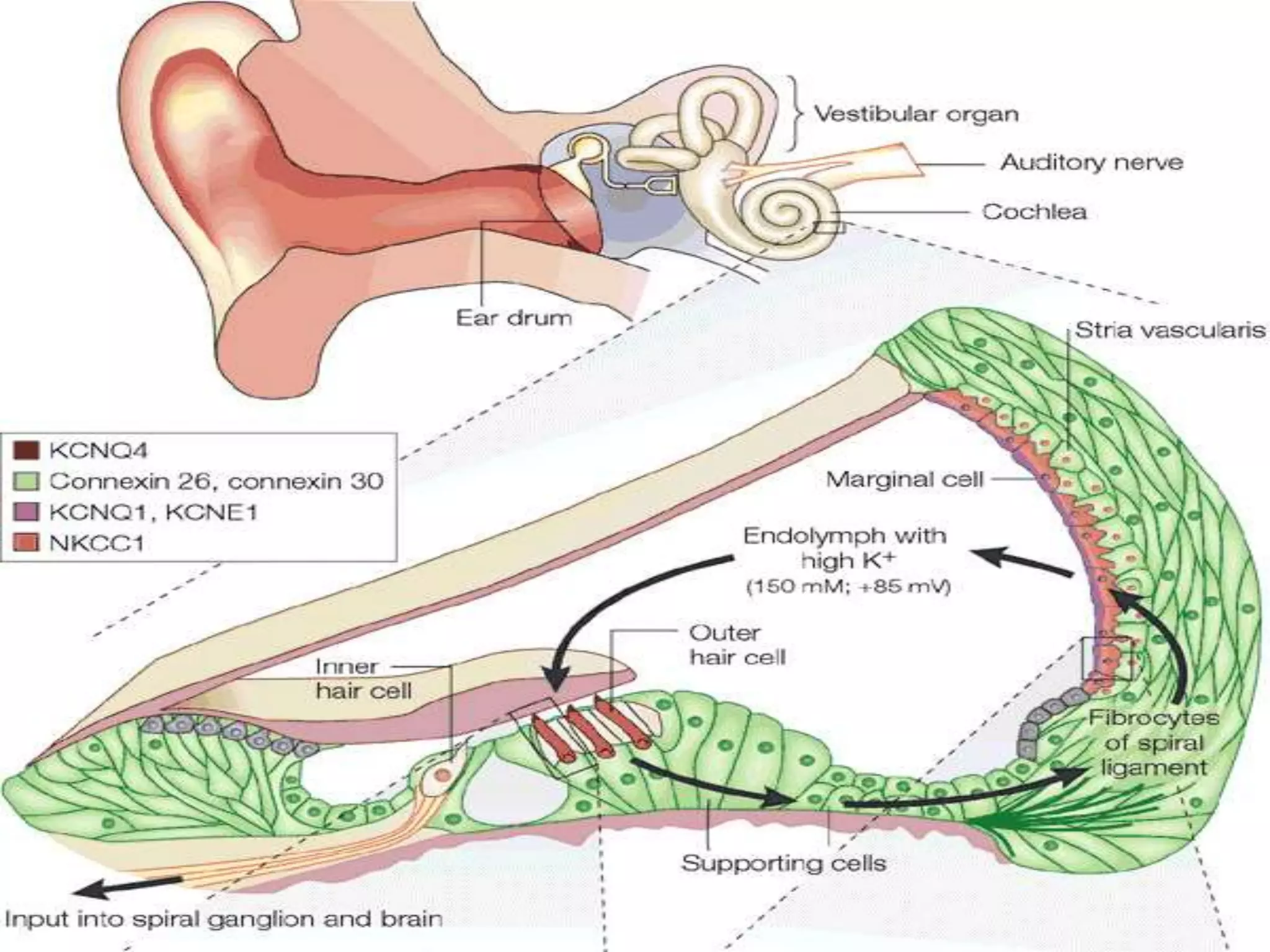 Anatomy of Inner ear | PPT