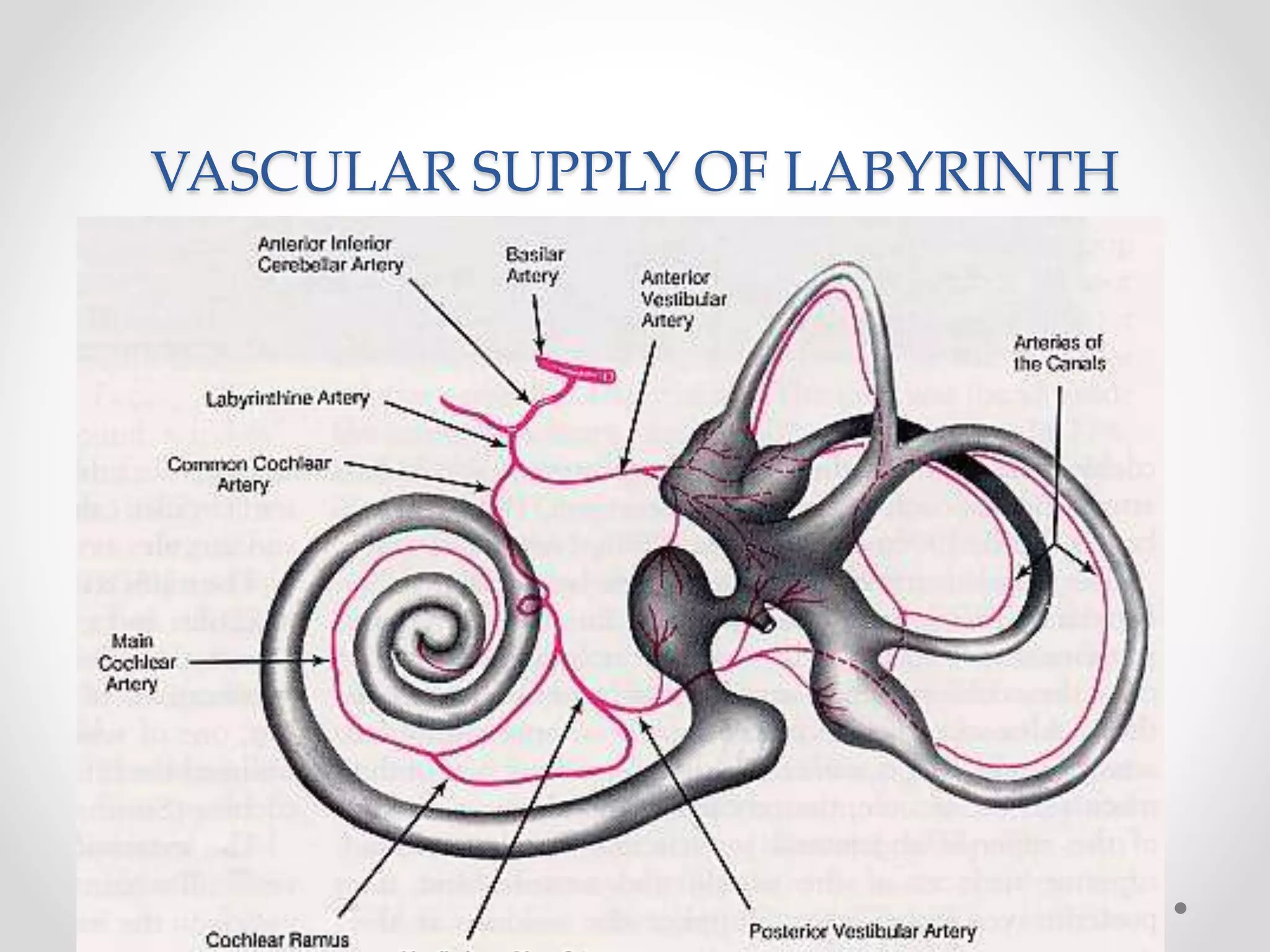 Anatomy of Inner ear | PPT
