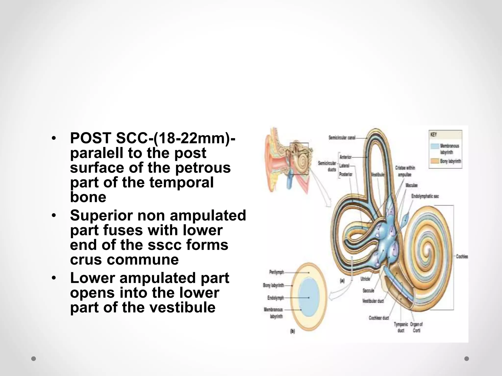 Anatomy of Inner ear | PPTX