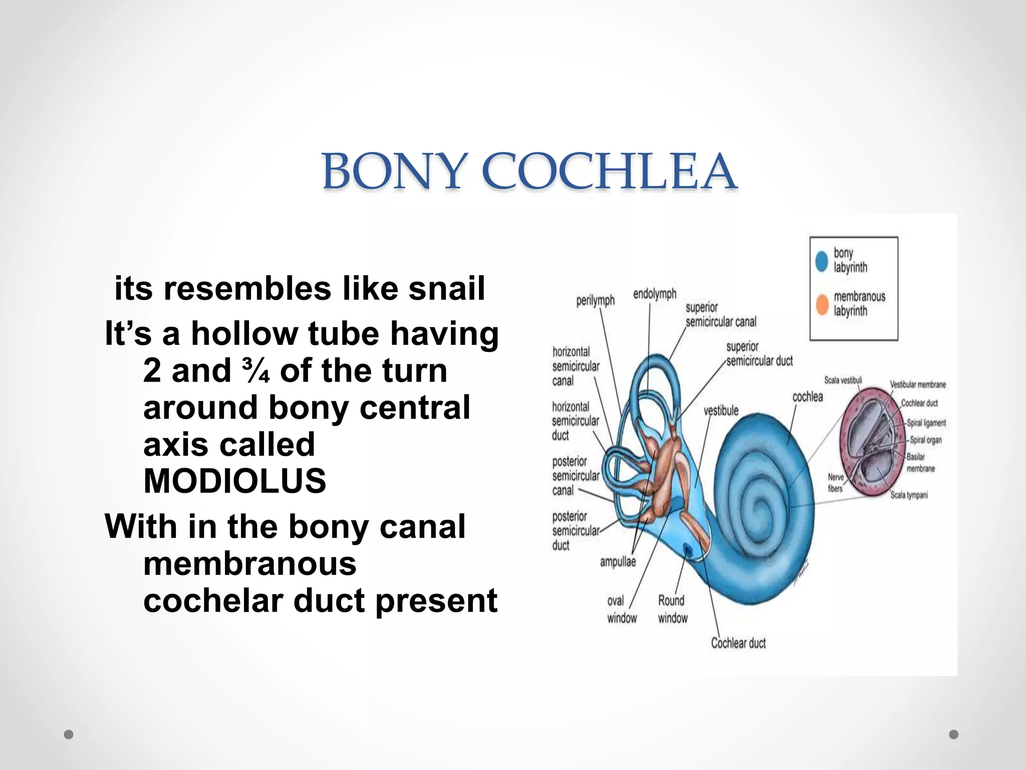 Anatomy of Inner ear | PPT