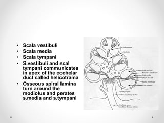 Anatomy of Inner ear | PPT