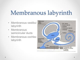 Anatomy of Inner ear | PPT