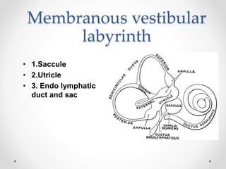 Anatomy of Inner ear | PPT