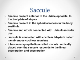 Anatomy of Inner ear | PPT