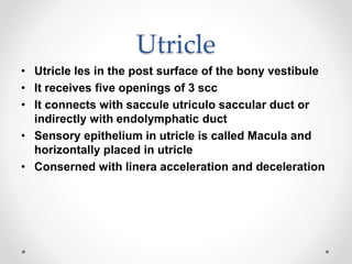 Anatomy of Inner ear | PPT