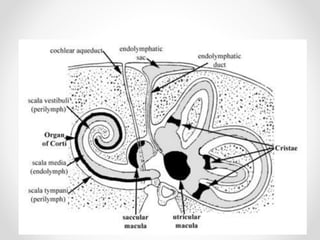 Anatomy of Inner ear | PPT
