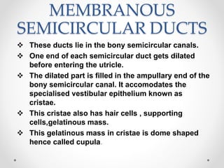 Anatomy of Inner ear | PPT